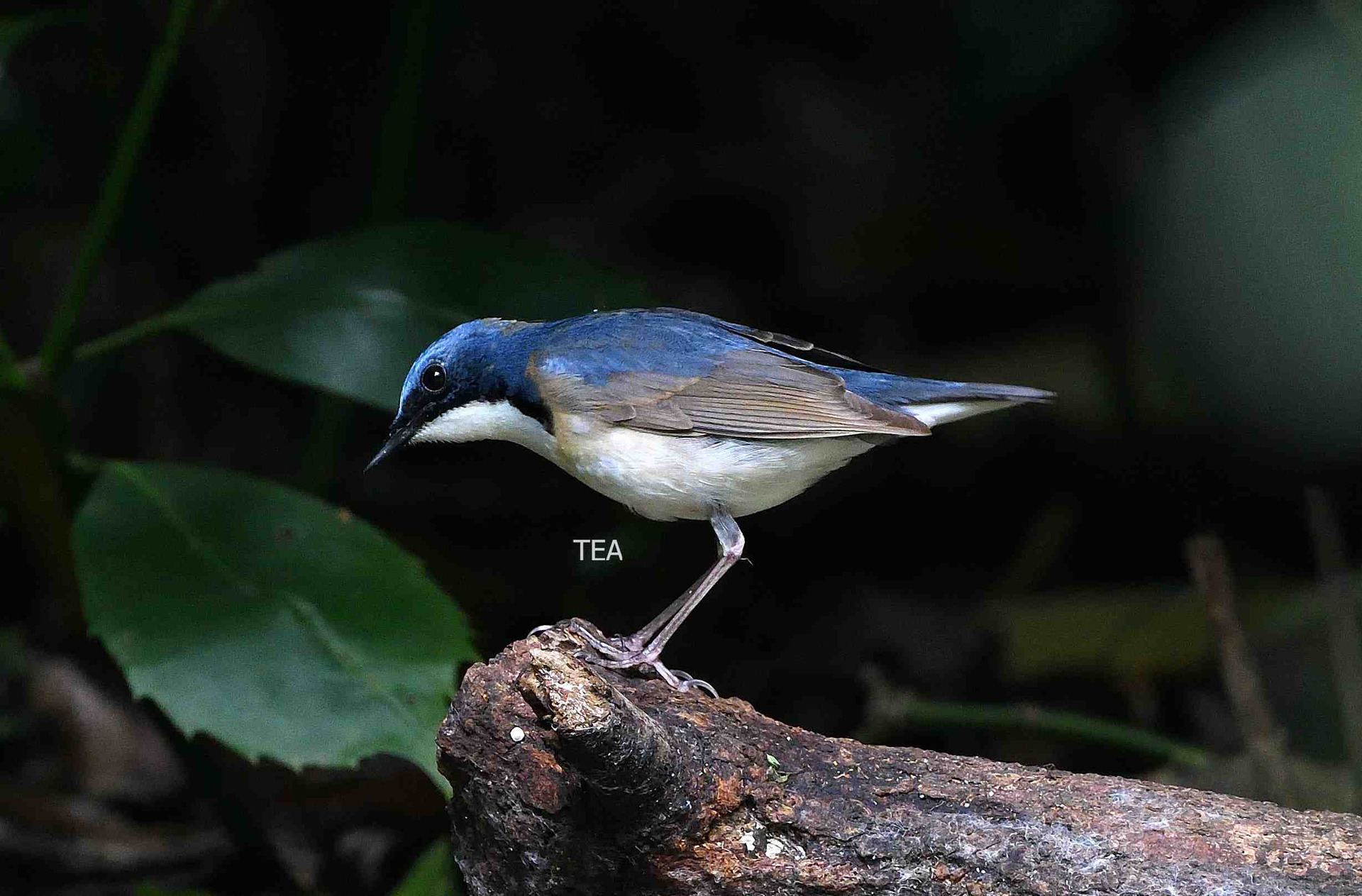 4月の野鳥 29日撮影: テアの野鳥日記
